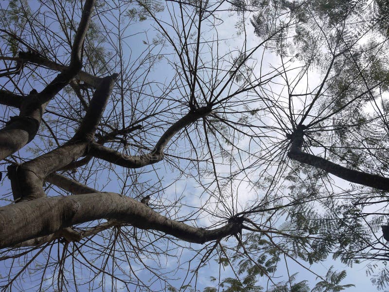 Peruvian Tree stock image. Image of tree, plant, moody - 47815725