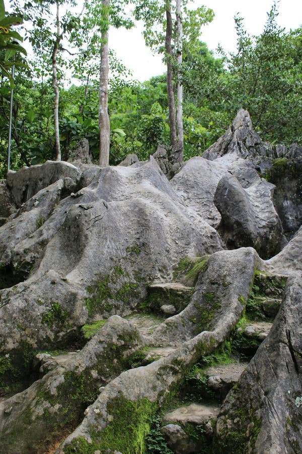 Rainforest Rocks stock photo. Image of ferns, lush, nature - 922590
