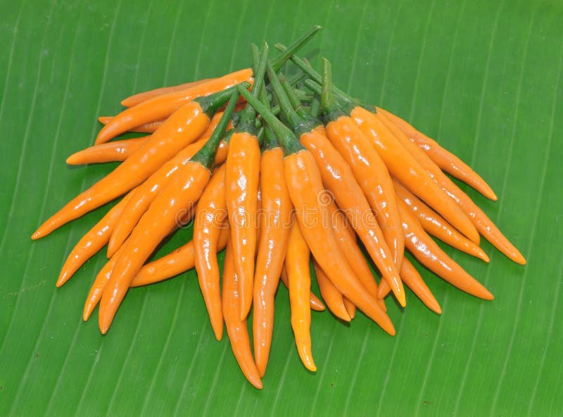 Peruvian yellow chili stock photo. Image of aroma, ingredient - 45113816