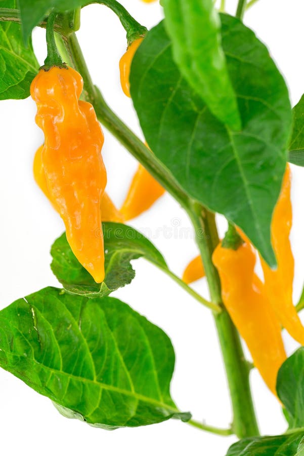 Red and Green Chilli Peppers Stock Image - Image of together, macro ...