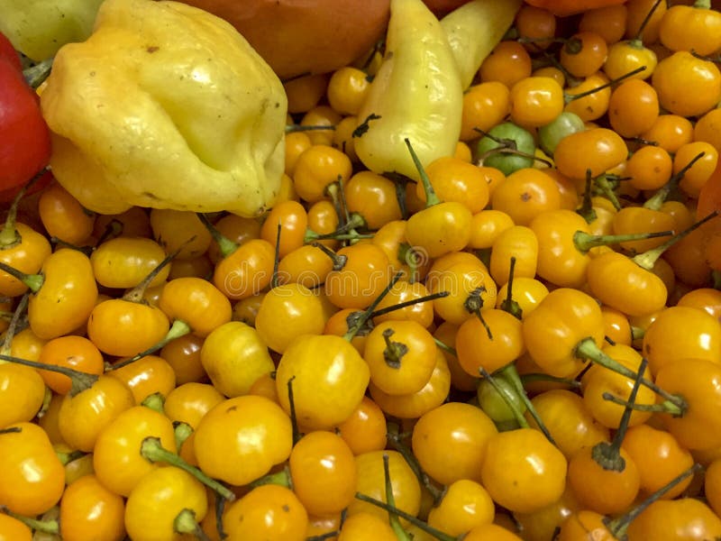 Peruvian yellow pepper stock image. Image of vegetable - 118948469
