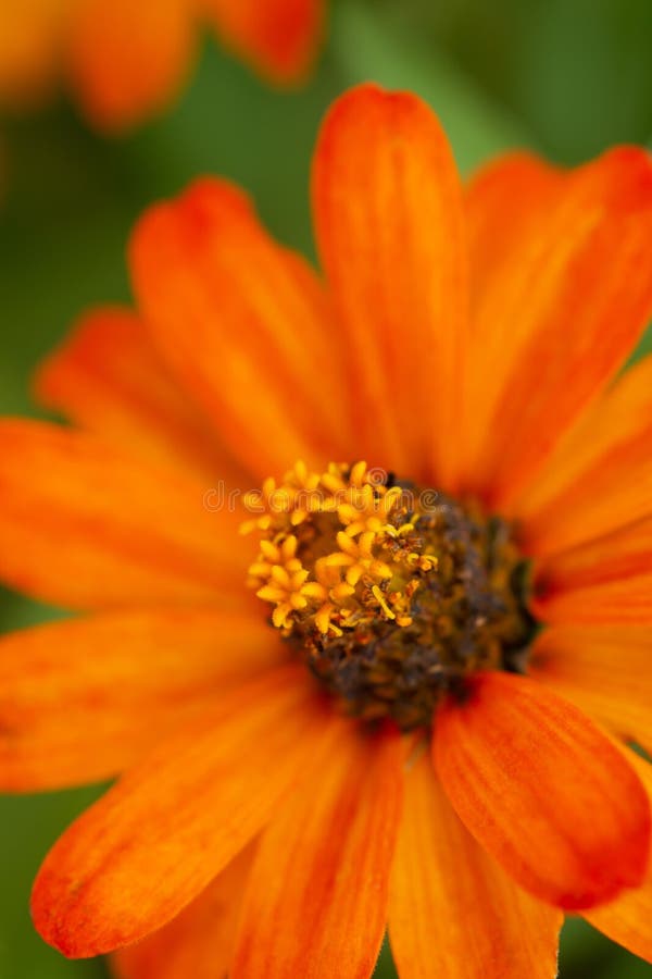 Peruvian zinnia closeup stock photo. Image of macro - 197738636