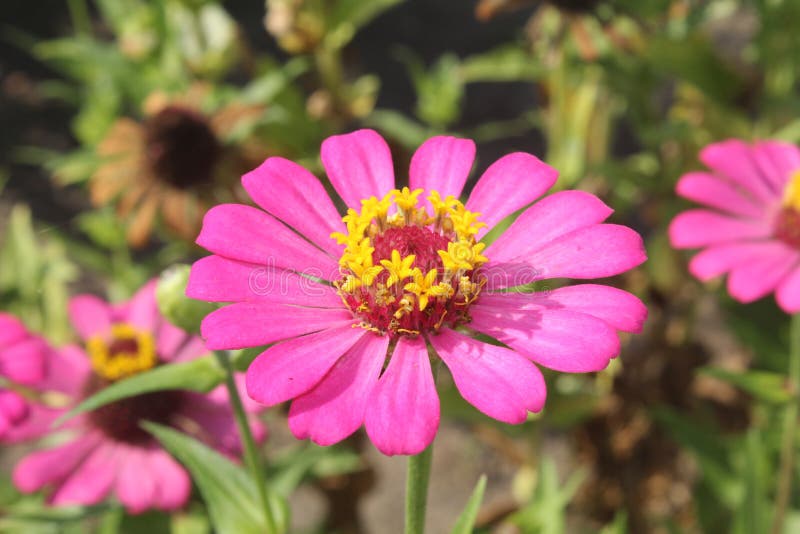 Peruvian zinnia flower stock photo. Image of yellow - 254801184