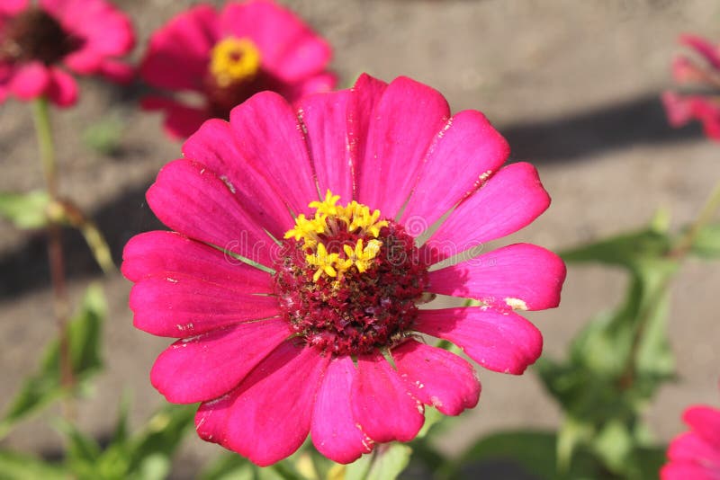 Peruvian zinnia flower stock photo. Image of blossom - 254801290
