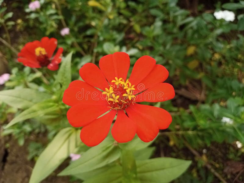 Peruviana paper flower stock photo. Image of nature - 241932606