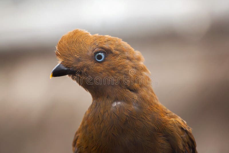 Peruvianus Andino Del Rupicola De La Gallo-de--roca Imagen de archivo ...