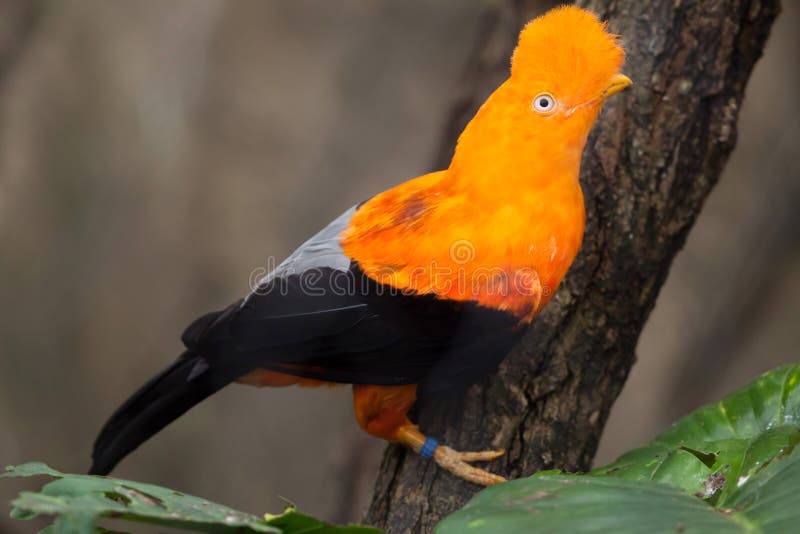 Peruvianus Andino Del Rupicola De La Gallo-de--roca Imagen de archivo ...