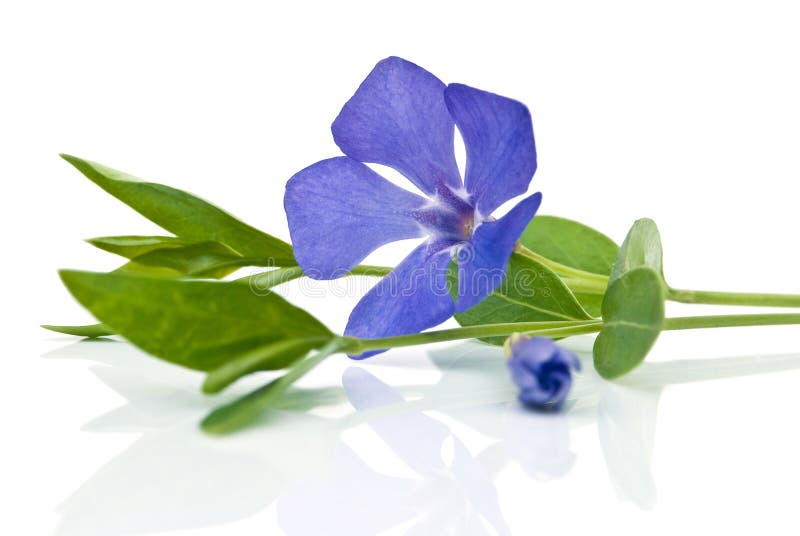 Pervinca foto de stock. Imagem de azul, roxo, perene - 13082564