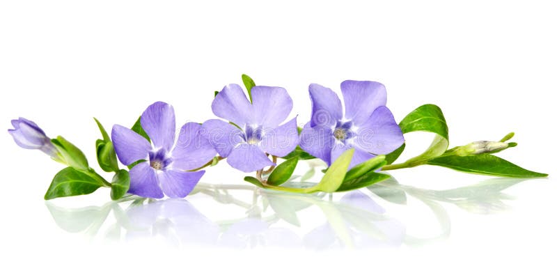 Flor Azul De Peruca No Ramo Foliar Foto de Stock - Imagem de raso ...