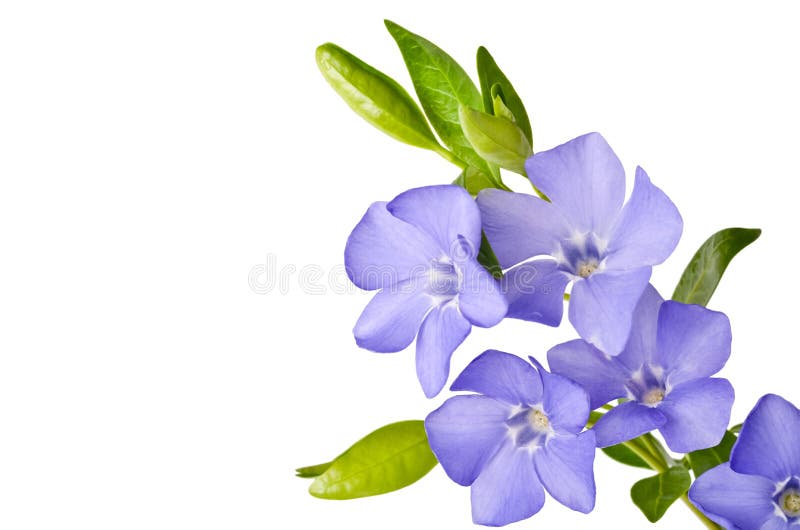 Flor Azul Da Pervinca No Fundo Branco Foto de Stock - Imagem de ...