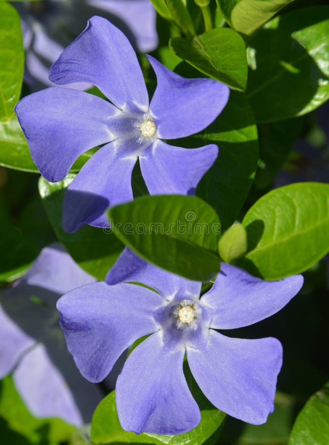 Pervinca - close-up imagem de stock. Imagem de naughty - 39837059