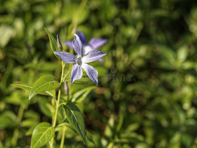 Perwinkle Flower in a Meadow Stock Photo - Image of bloom, blossom ...
