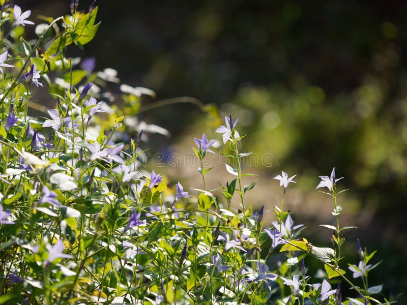 Perwinkle Flower in a Meadow Stock Image - Image of green, evergreen ...