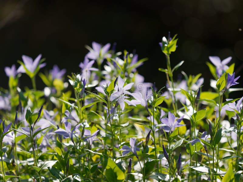 Perwinkle Flower in a Meadow Stock Image - Image of elegant, grow ...