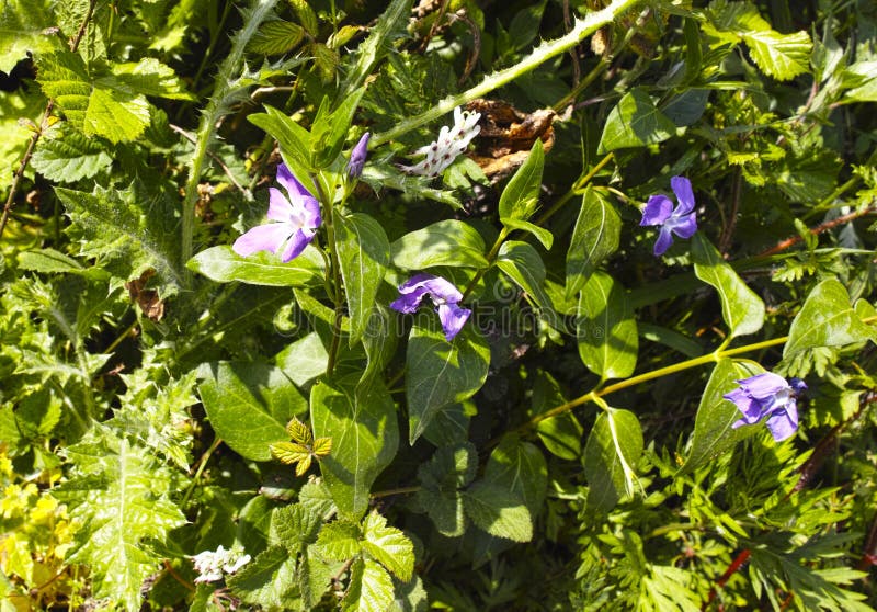 Perwinkle Flower in a Meadow Stock Photo - Image of closeup, decorative ...