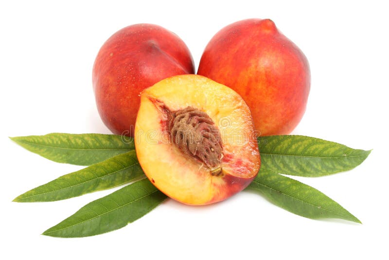 Perzik stock foto. Image of perziken, gezond, blad, doorbladert - 10541360
