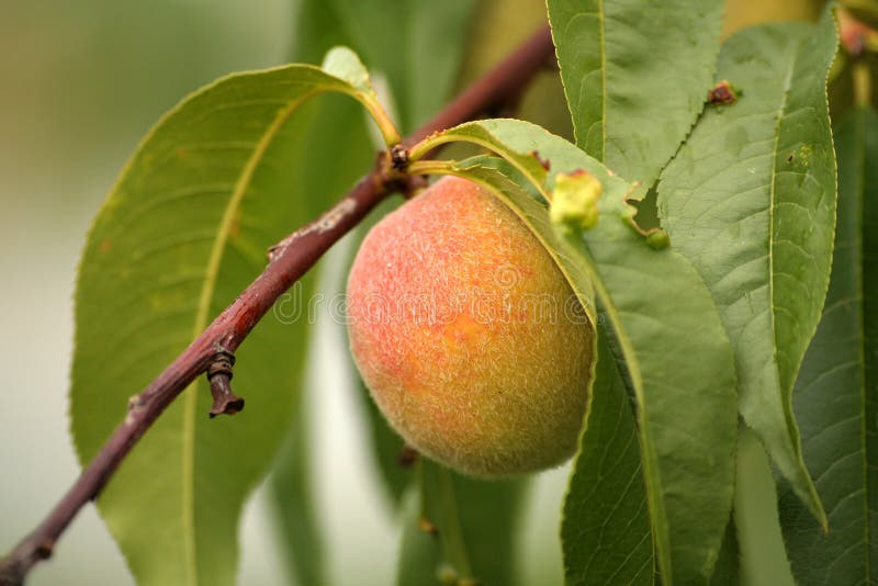 De Krulziekte Van Het Perzikblad Stock Afbeelding - Image of boom ...