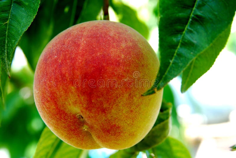 Perzik stock afbeelding. Image of macro, zuiden, voedingsmiddel - 12994461