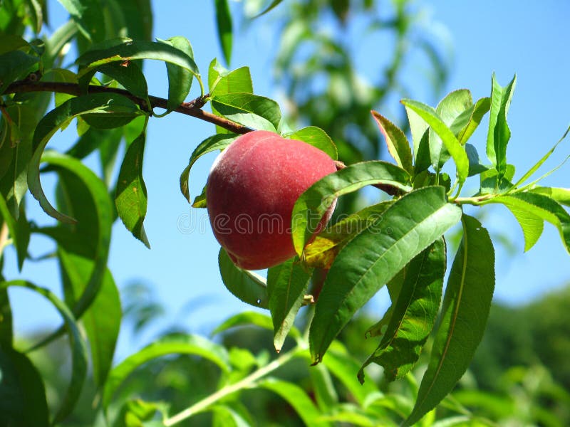 Perziken Op Groene, Grasrijke Achtergrond Stock Foto - Image of naughty ...