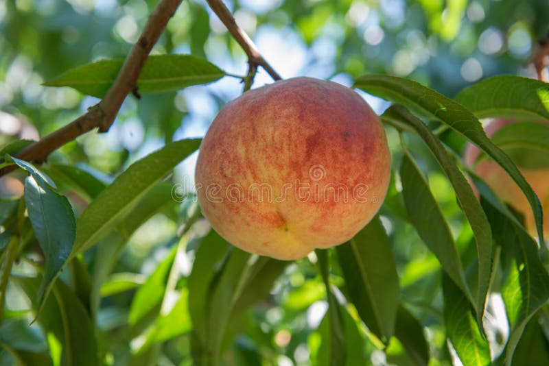 Perzik stock afbeelding. Image of perzik, tuin, landbouwbedrijf - 60094895
