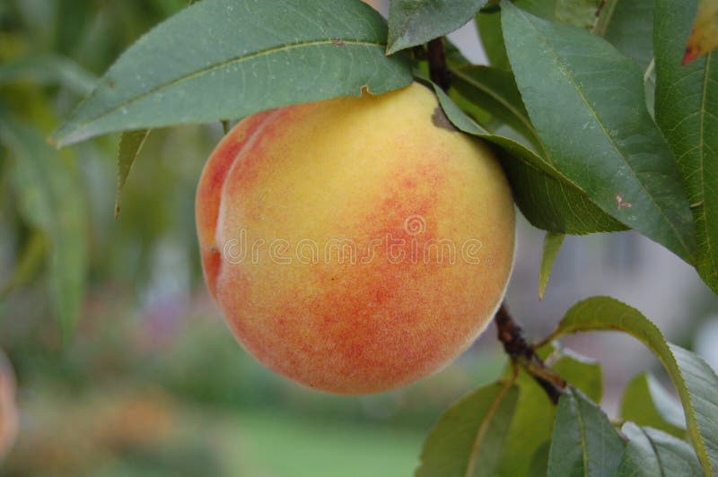 Perzik stock afbeelding. Image of geïsoleerd, dieet, groenten - 7103959