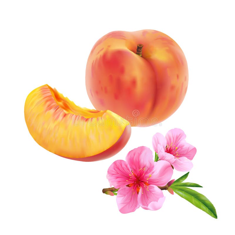 Perzik En Perzikplak Bloem Van Perzik Vector Stock Illustratie ...