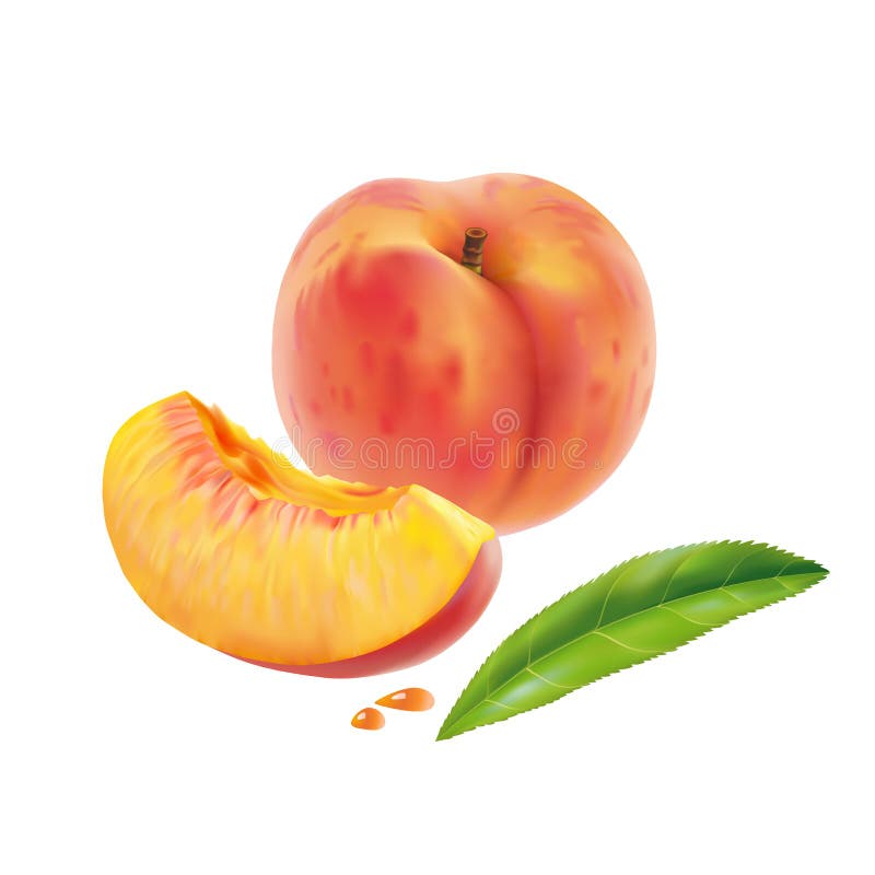 Perzikplak Stock Illustrations, Vectors, & Clipart – (21 Stock ...