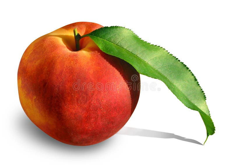 Perziken met Pit stock afbeelding. Image of drie, trio - 1607235