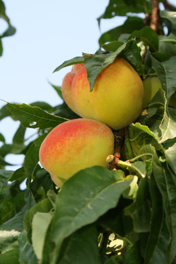 Perzik op boom stock afbeelding. Image of macro, sappig - 6191881