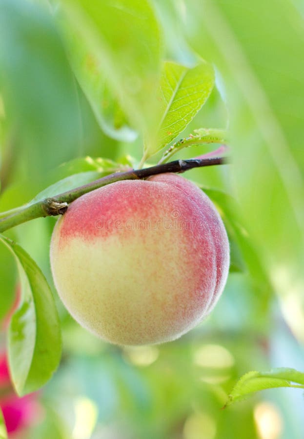 Grote Boom stock afbeelding. Image of boom, blad, seizoen - 7024561