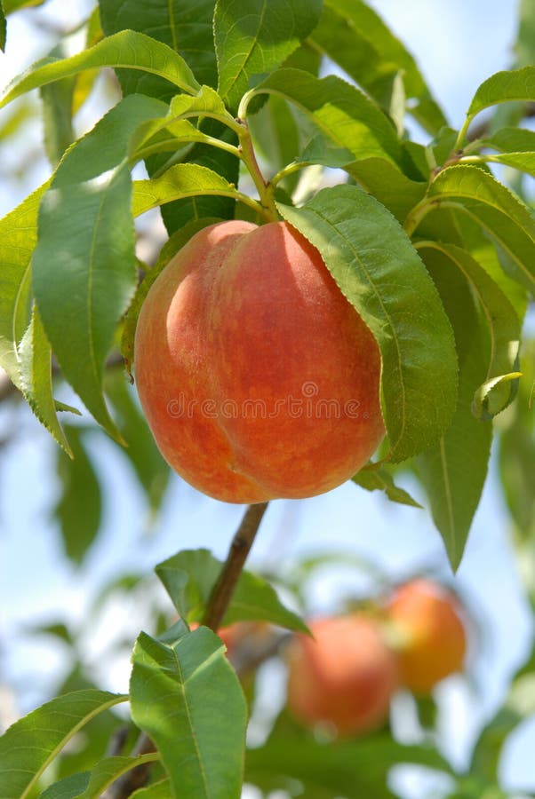 Perzik op perzikboom stock afbeelding. Image of takje - 43054917