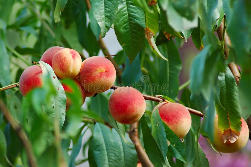 Perzikboom stock afbeelding. Image of macro, heerlijk - 1211383