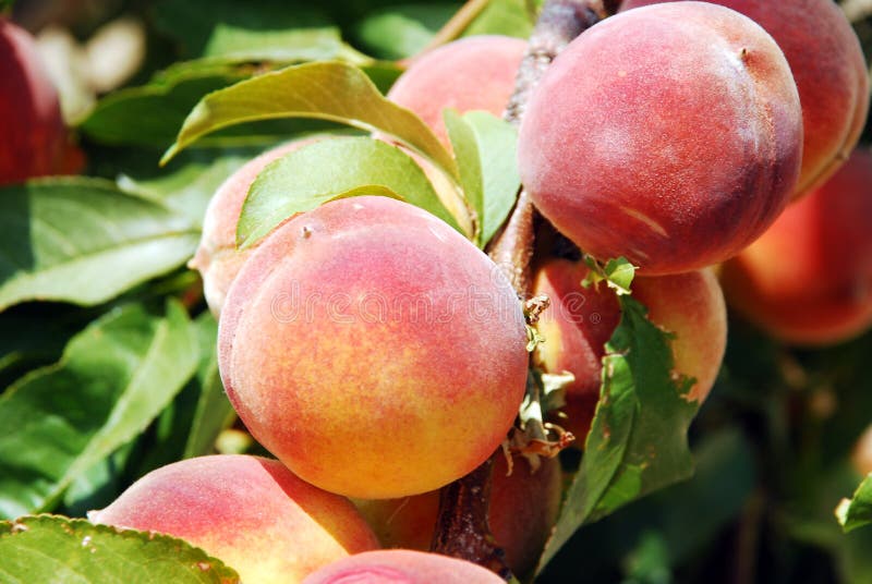 Perzikboom stock afbeelding. Afbeelding bestaande uit groei - 26348829