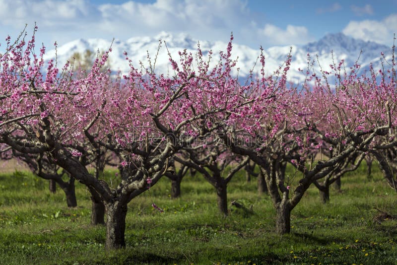 Perzikboom stock afbeelding. Image of macro, heerlijk - 1211383