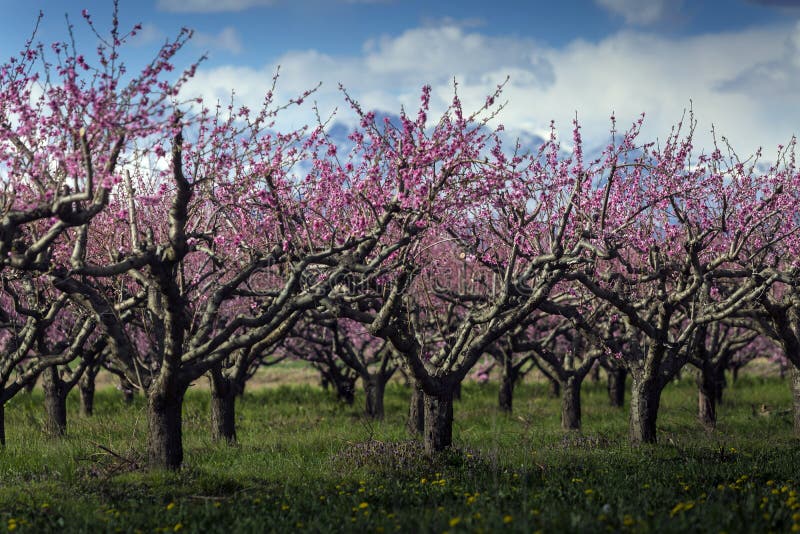 Perzikboom stock afbeelding. Image of bloesem, gebied - 39803095
