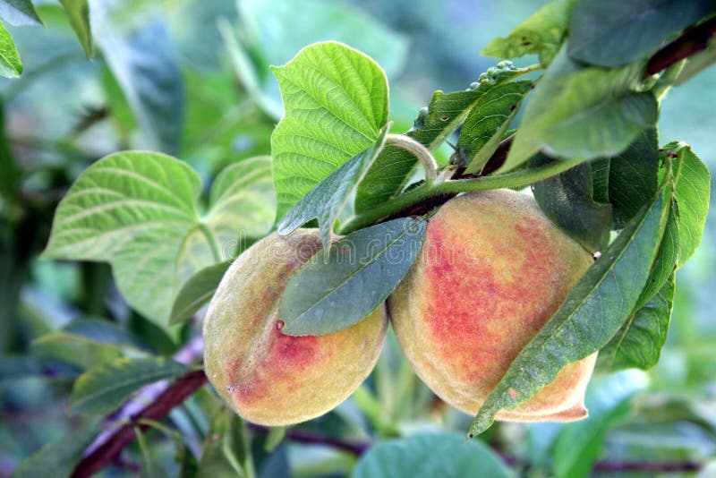 Perzikboom stock afbeelding. Image of organisch, gezondheid - 7539807
