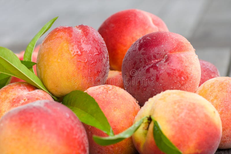 Wilde perziken stock afbeelding. Image of besnoeiing - 19333083