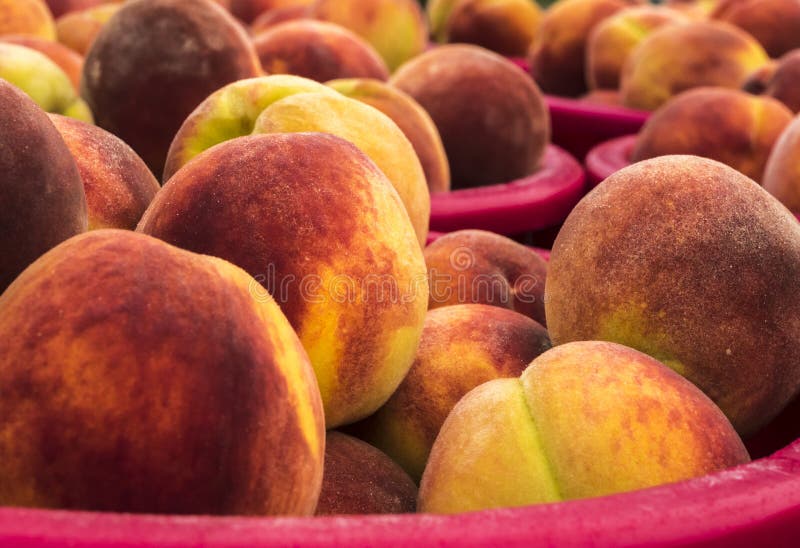 Perziken stock foto. Image of smakelijk, lokaal, gelukkig - 42692012