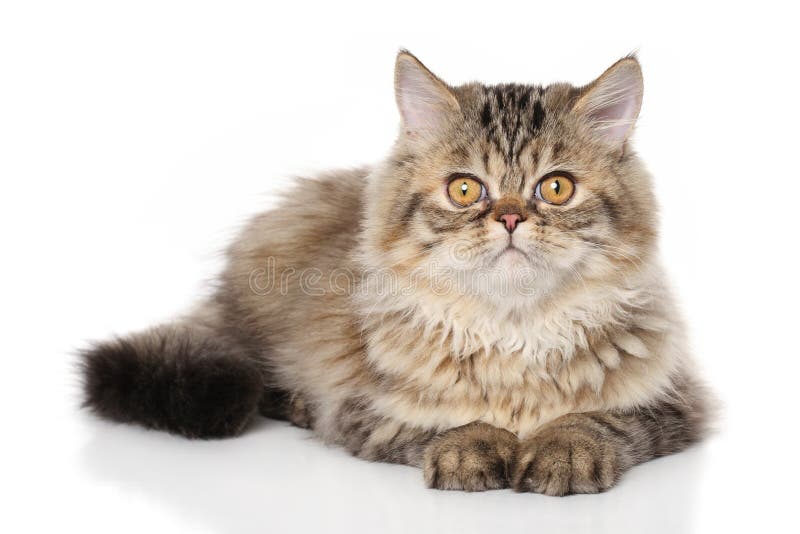 Perzische kat stock foto. Image of verward, katje, gehoorzaam - 15523304