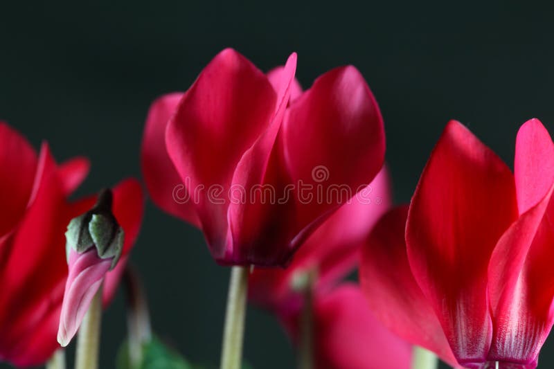 Perzische Cyclaam & X28; Cyclaam Persicum& X29; Stock Foto - Image of ...