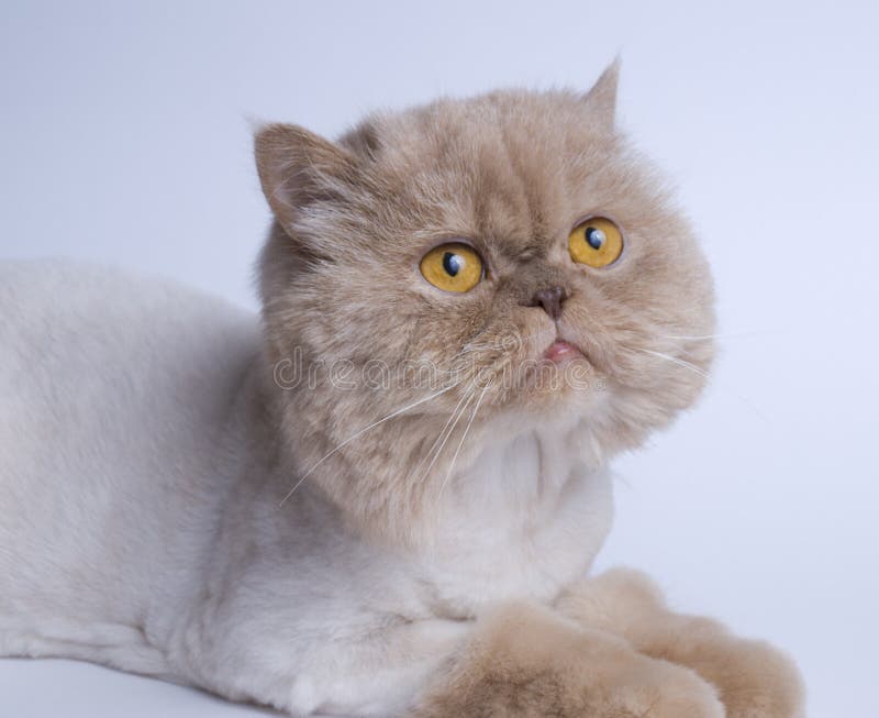 Foto Van Een Perzisch Kitten Met Een Zachte Achtergrond Stock ...