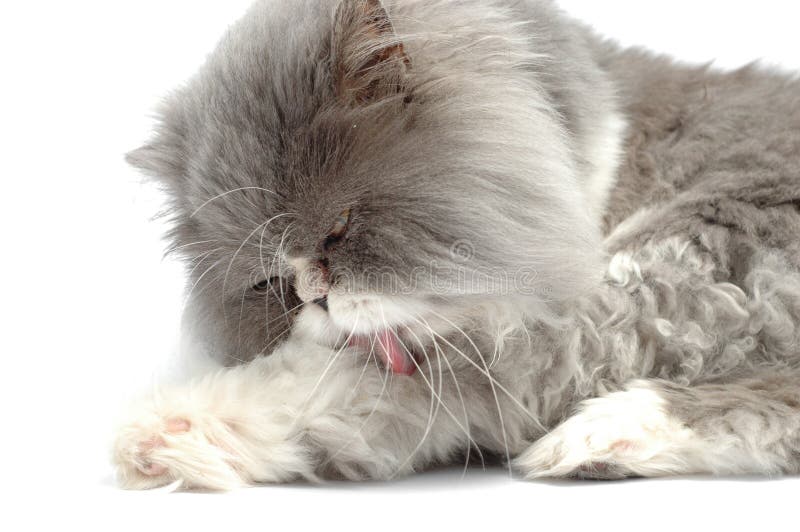 Perzische kat stock afbeelding. Image of dier, katten, bont - 135097