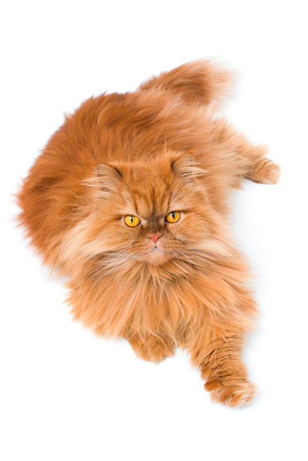 Perzische kat stock foto. Image of zitting, bont, katachtig - 23545396