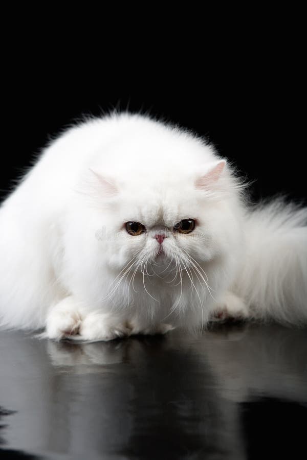 Perzisch katje stock foto. Image of schot, katachtig - 30308498