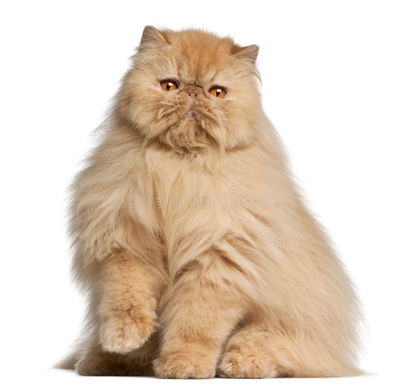 Perzische kat stock foto. Image of leuk, achtergrond - 65118316