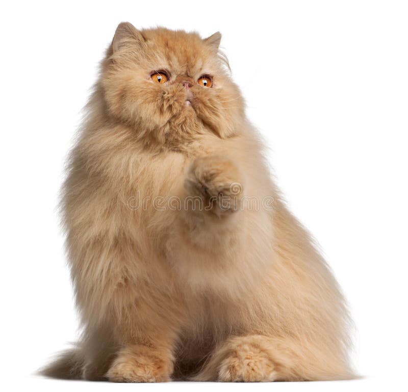 Perzische kat, 3 jaar oud stock foto. Image of uitziend - 18444682