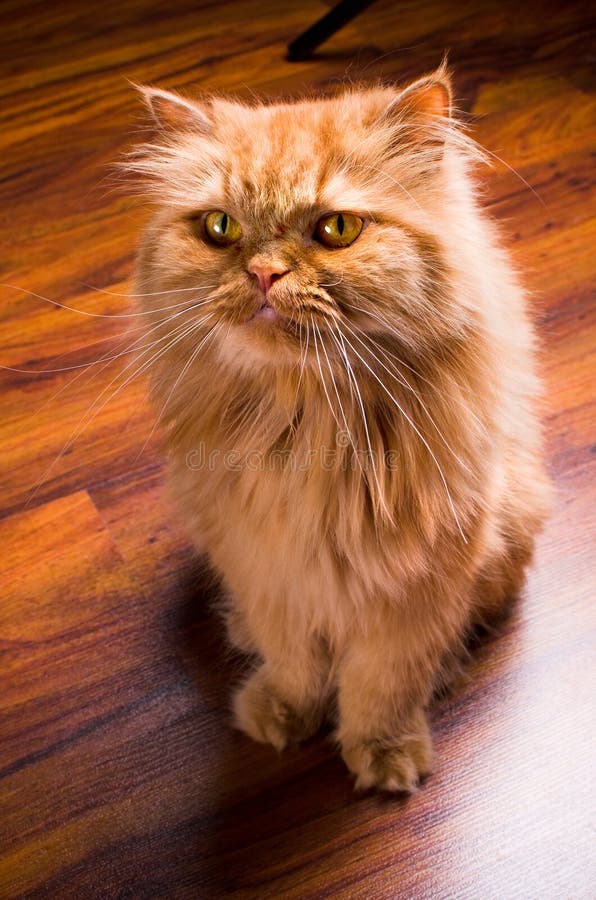 Rode kat stock afbeelding. Image of mening, mooi, gemengd - 28846299