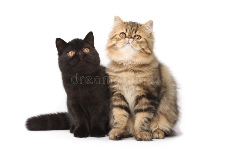 Perzische katten stock foto. Image of rauw, lief, portret - 11335254