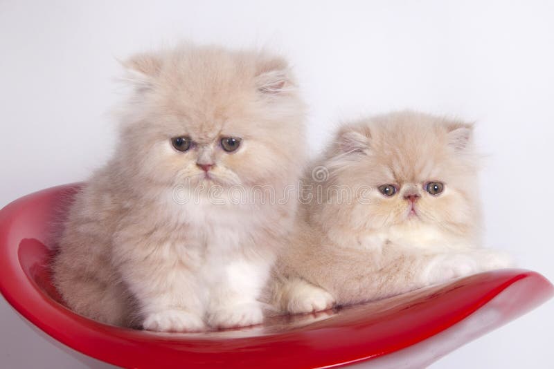 Perzische katten stock foto. Image of haar, perzisch - 18429890