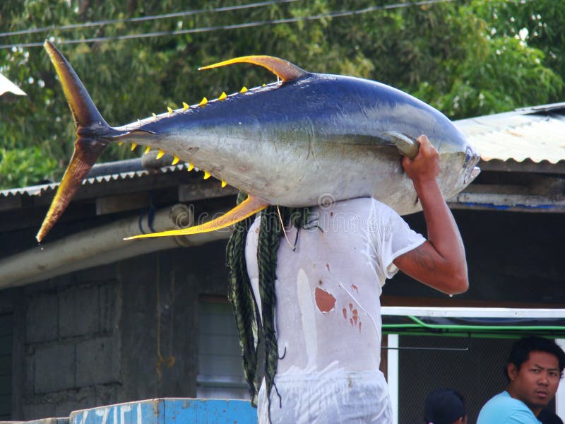 Pesca Artisanal De Atum De Atum Amarelo Em Philippines#24 Fotografia ...